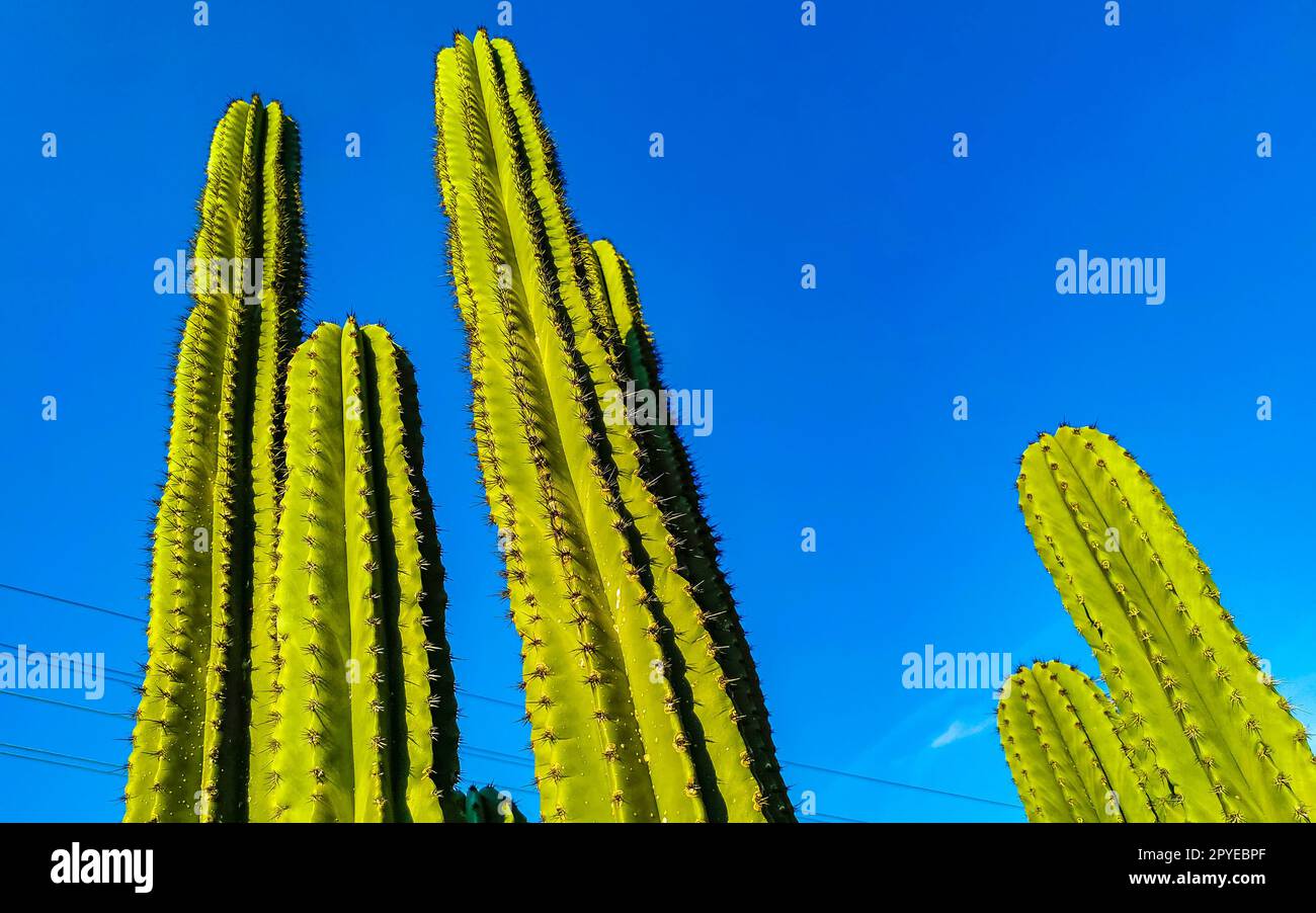 Tropical cacti cactus plants natural jungle Puerto Escondido Mexico ...