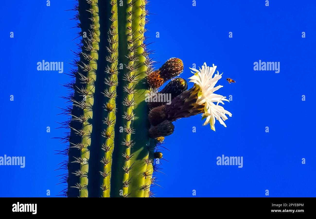 Tropical cacti cactus plants with white flower blossom Mexico Stock ...