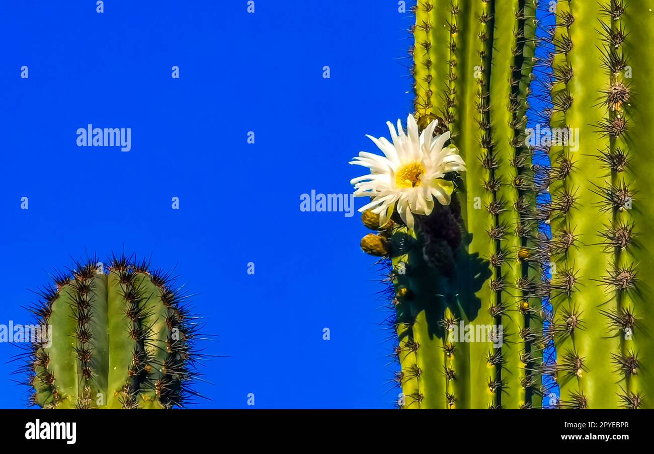 Tropical cacti cactus plants with white flower blossom Mexico Stock ...
