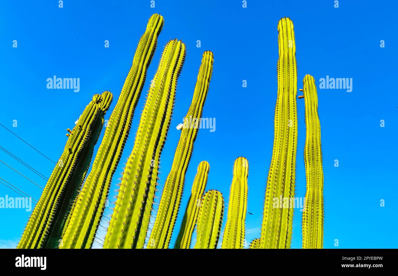 Tropical cacti cactus plants natural jungle Puerto Escondido Mexico ...