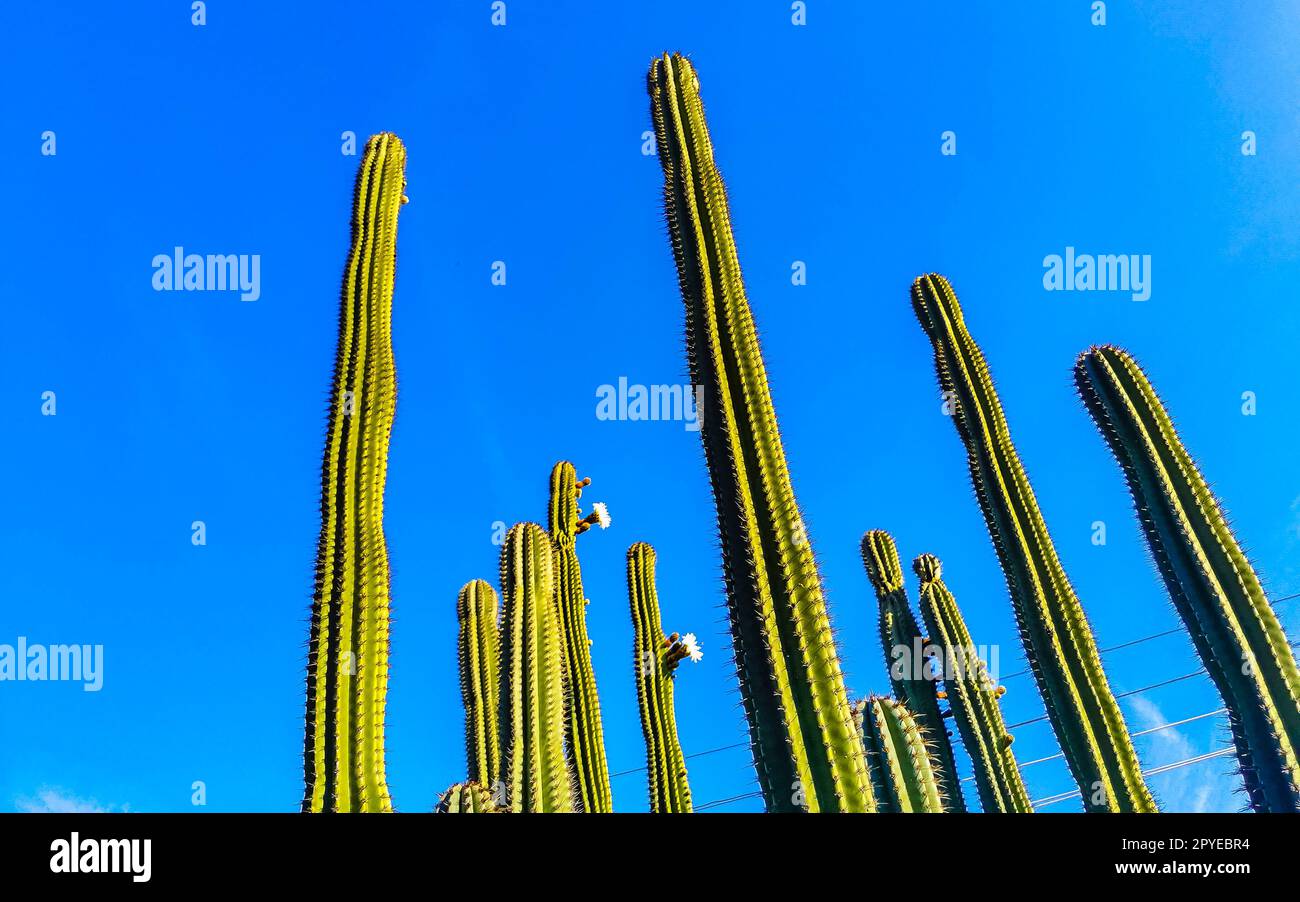 Tropical cacti cactus plants natural jungle Puerto Escondido Mexico ...