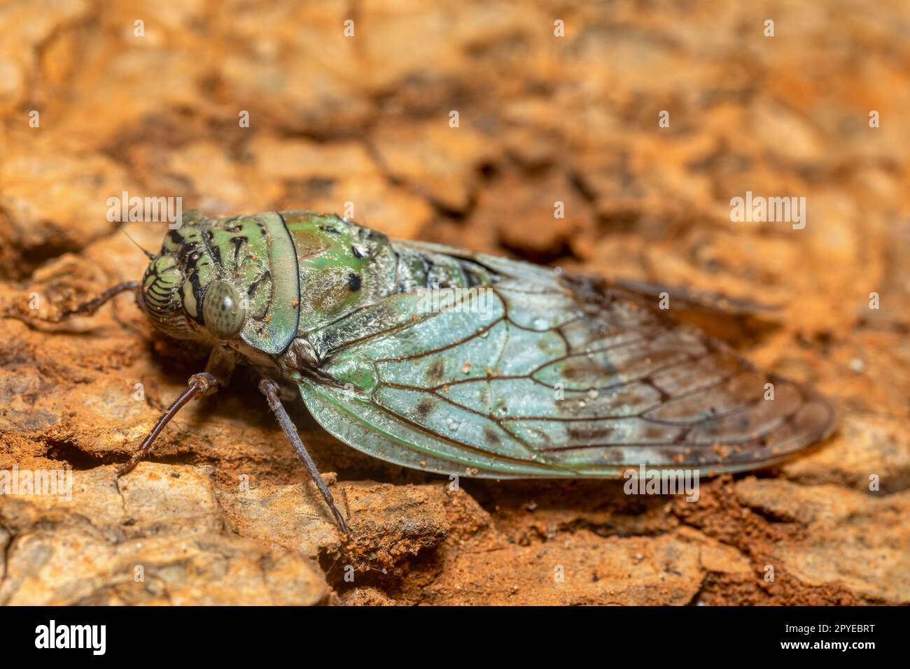 Mad beetle hi-res stock photography and images - Alamy