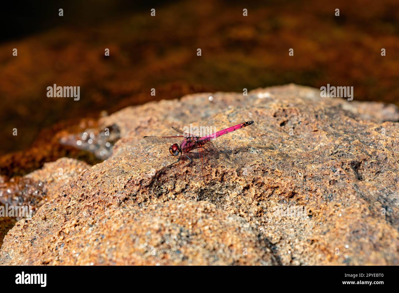 Crimson dropwing, Trithemis selika, dragonfly, Andringitra National ...