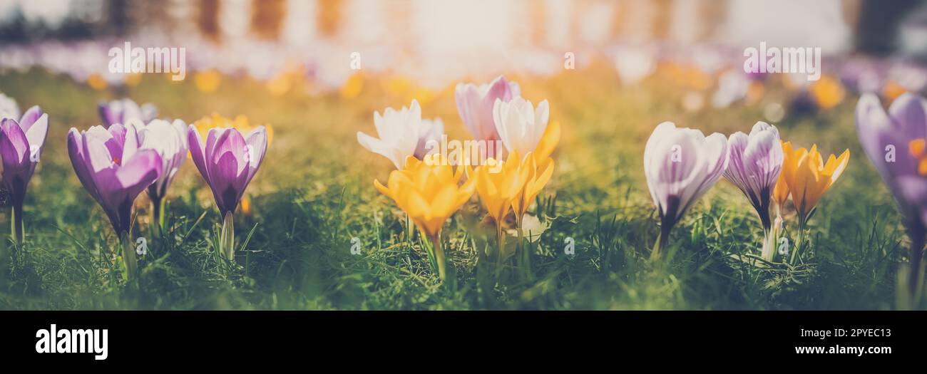Closeup view beautiful park hi-res stock photography and images - Alamy