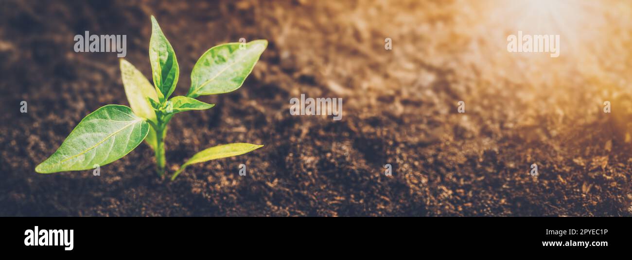 Black pepper tree hi-res stock photography and images - Alamy