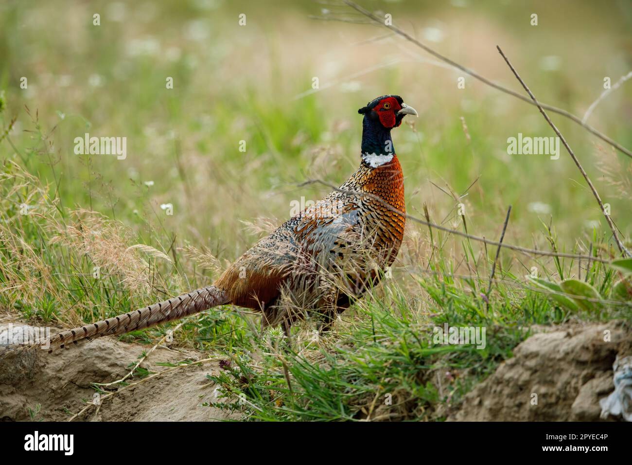 Wild Pheasant in the grassland of the Danube Delta Stock Photo - Alamy