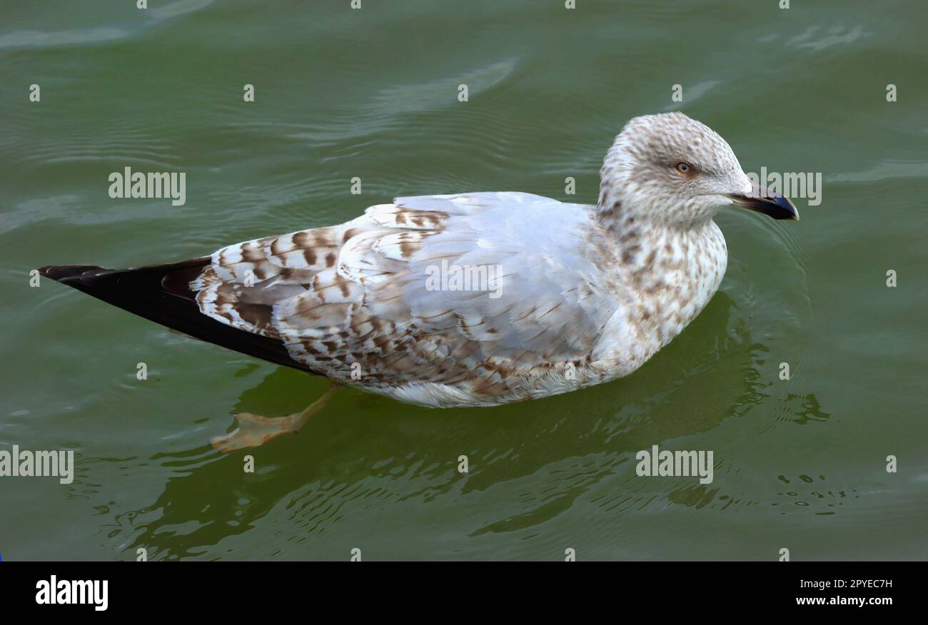 Herring gull immature hi-res stock photography and images - Alamy
