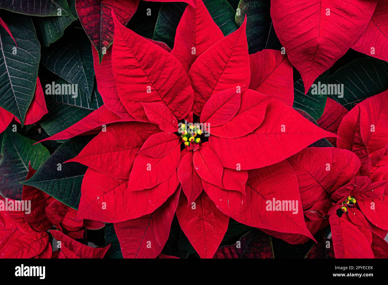 Yellow center leaves hi-res stock photography and images - Alamy