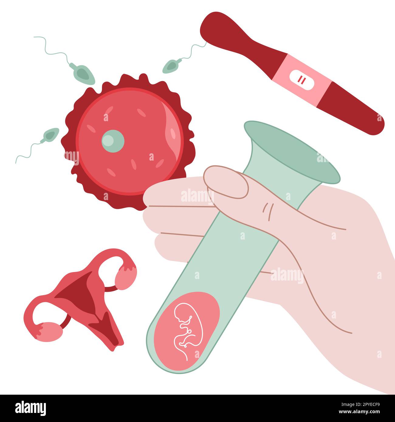 The vector with hands hold test-tube with embryo for artificial ...