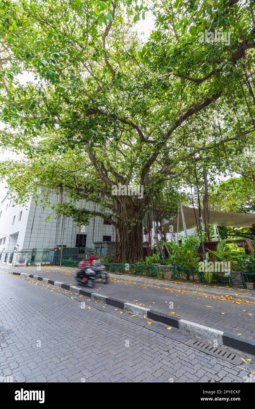 Banyan tree in the Maldives Stock Photo - Alamy