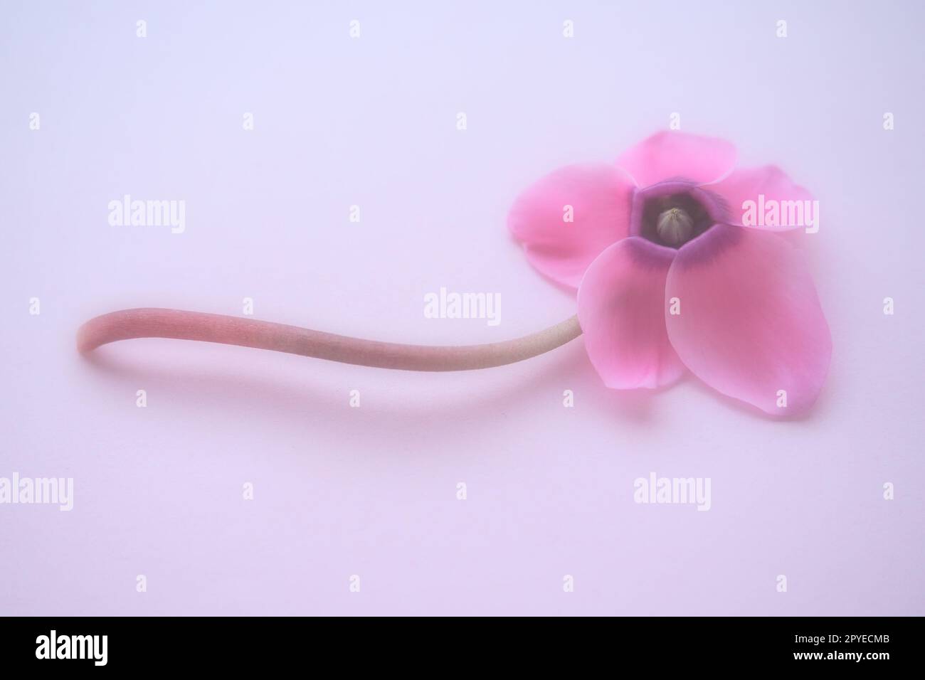 Cyclamen flower side view on pink purple background with blurred tender ...