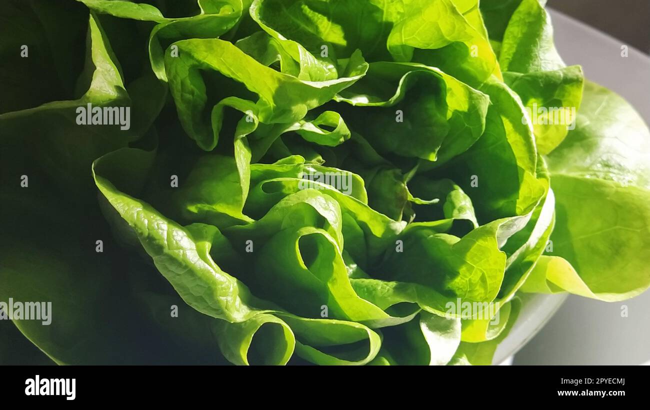 Lettuce in the sink. Green leaves are lit by the morning sun. Diet ...