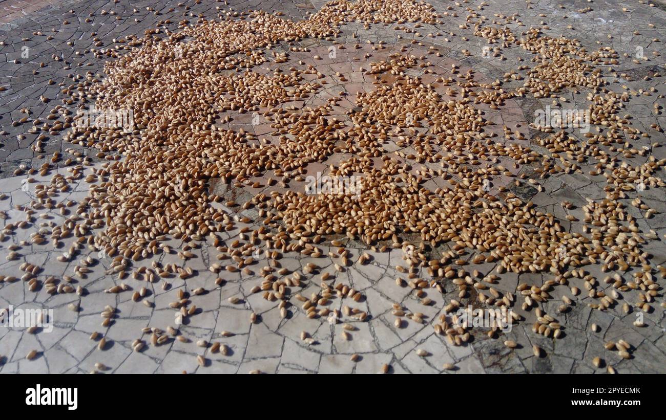 Wheat seeds scattered on a stone table. The stone is of different ...