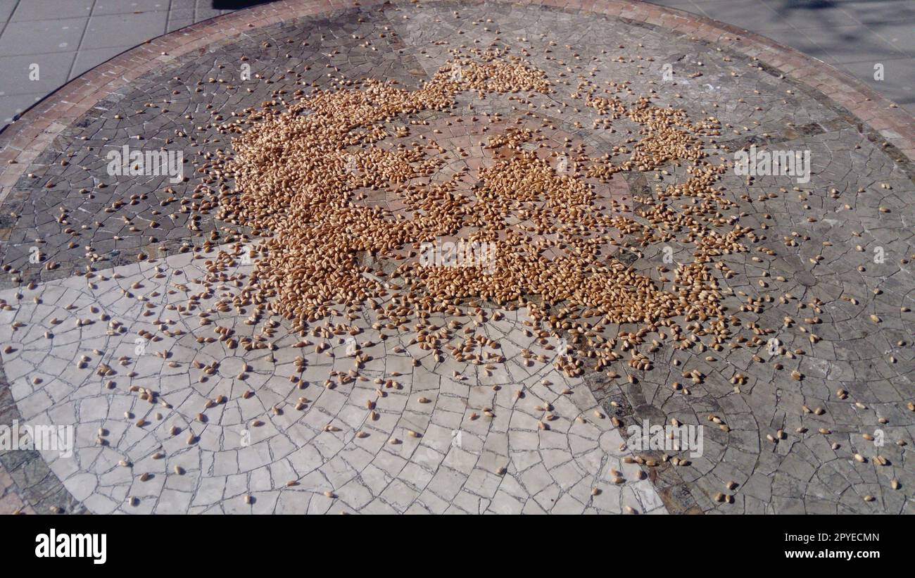 Wheat seeds scattered on a stone table. The stone is of different ...