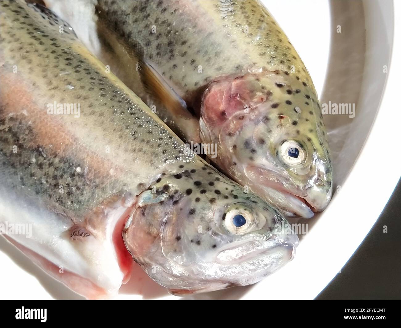 Two trout fish on a white plate. Fresh edible fish close-up. Shiny ...