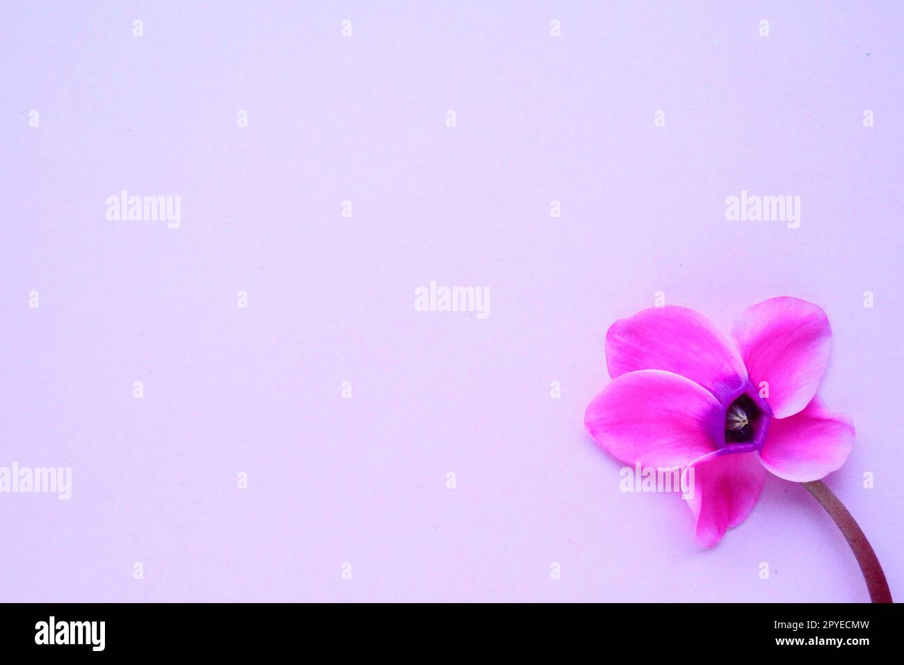 Cyclamen flower side view on pink purple background with blurred tender ...