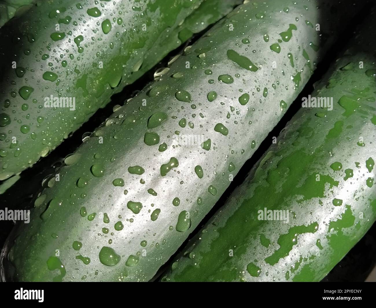 Diseases of cucumbers hi-res stock photography and images - Alamy