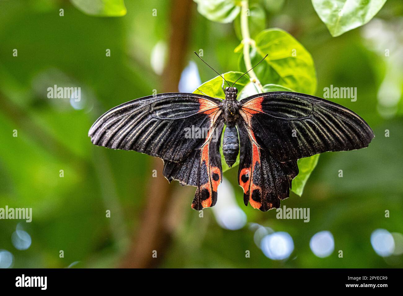 Big butterfly green wings hi-res stock photography and images - Alamy