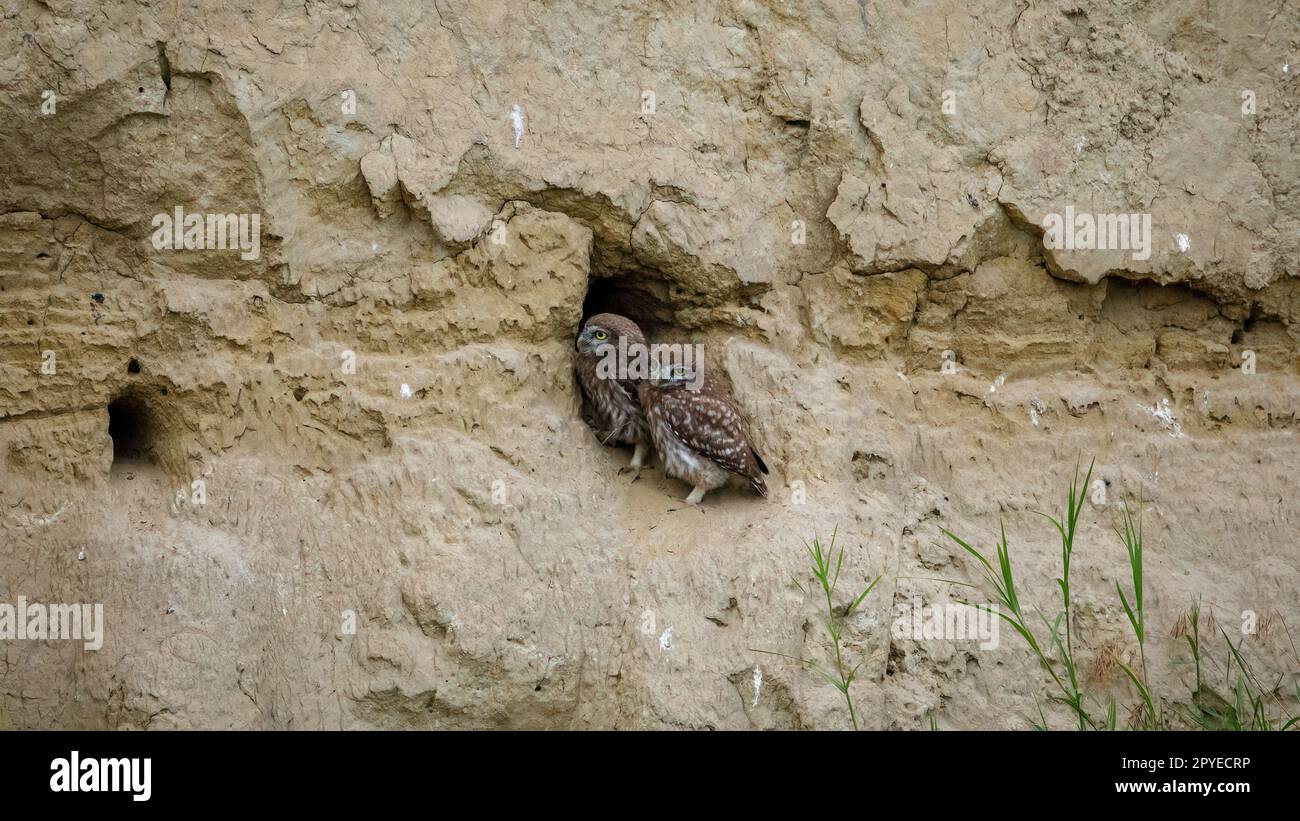 The Little Owls in a Cave in the Danube Delta of Romania Stock Photo ...