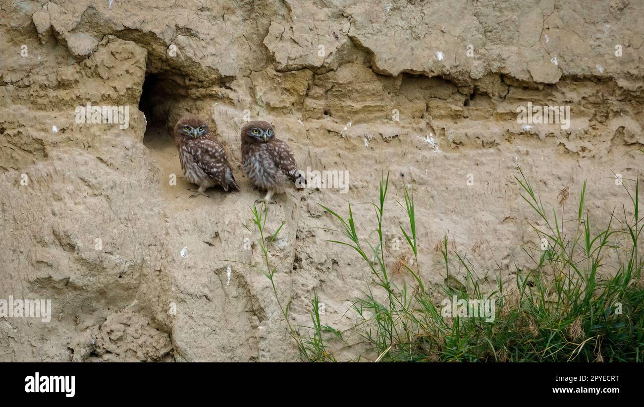 The Little Owls in a Cave in the Danube Delta of Romania Stock Photo ...