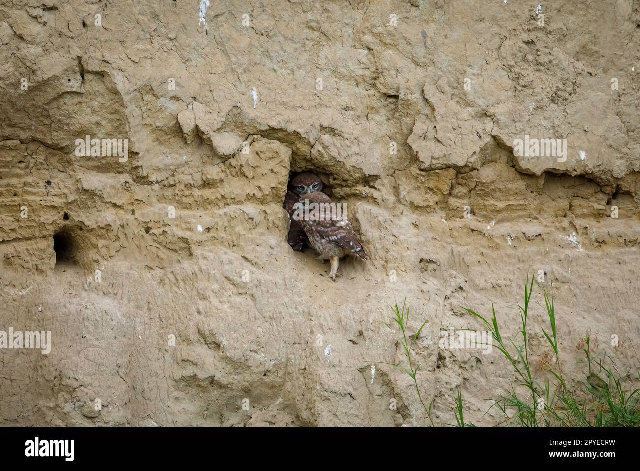 The Little Owls in a Cave in the Danube Delta of Romania Stock Photo ...