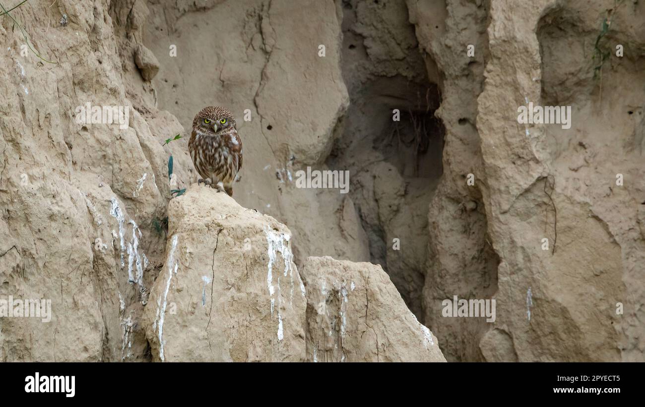 The Little Owls in a Cave in the Danube Delta of Romania Stock Photo ...