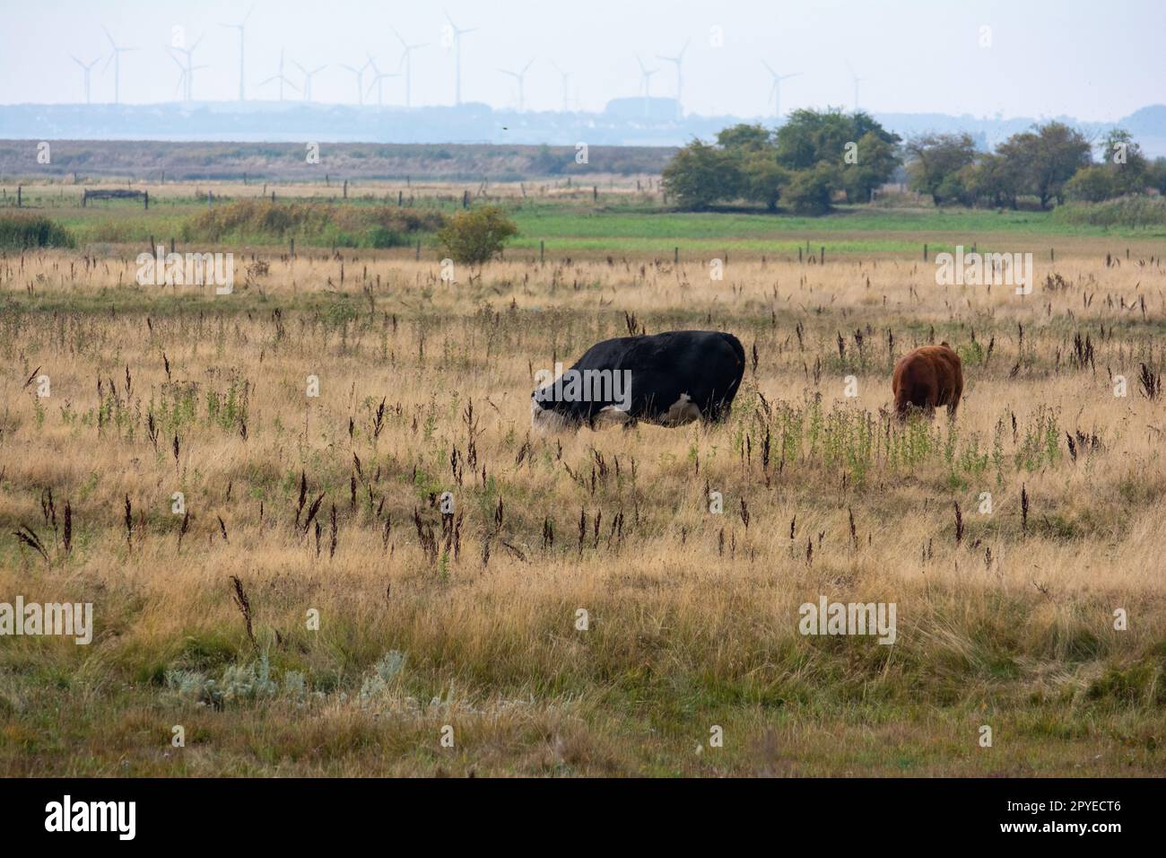Large cow hi-res stock photography and images - Alamy