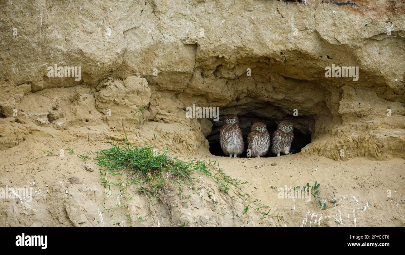 The Little Owls in a Cave in the Danube Delta of Romania Stock Photo ...
