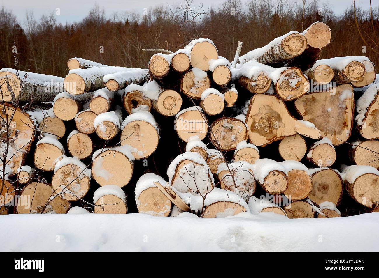 Aspen log hi-res stock photography and images - Alamy