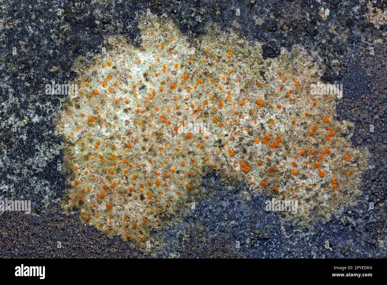 Lichen with a global distribution hi-res stock photography and images ...