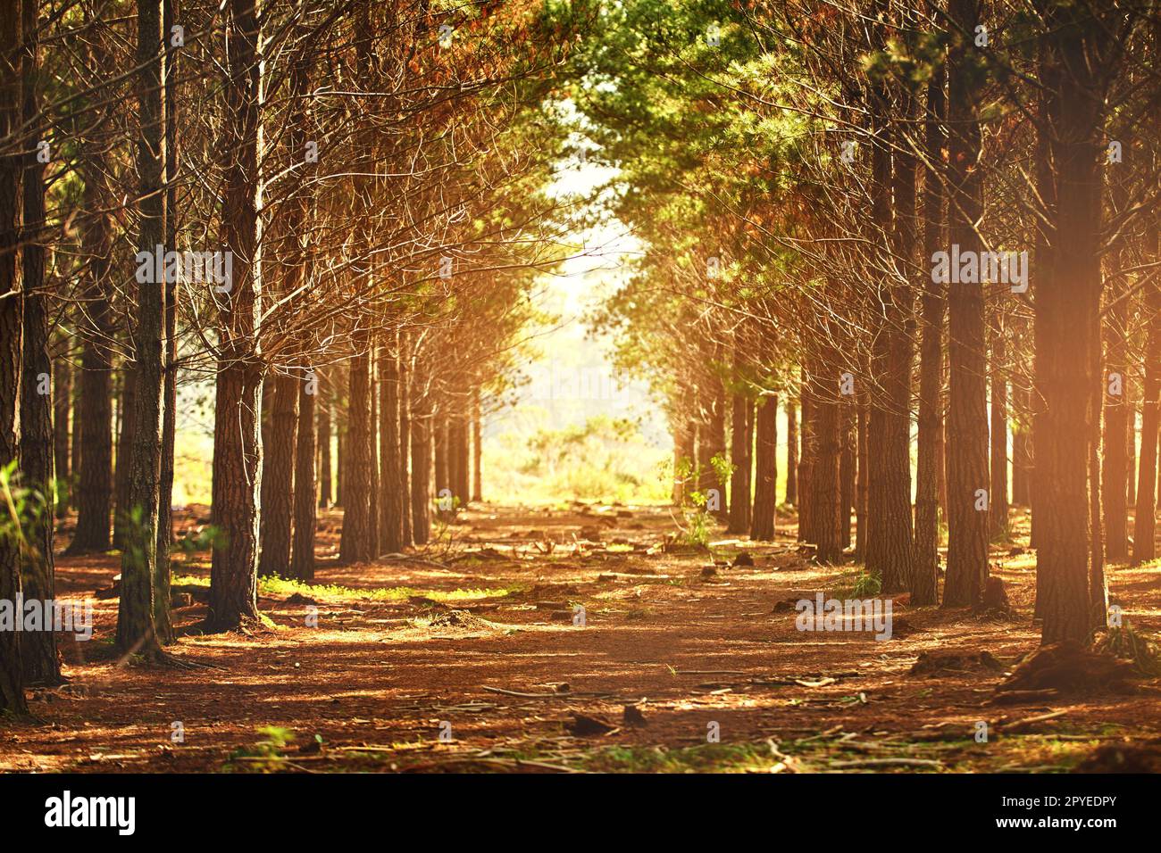 Take to trees hi-res stock photography and images - Alamy
