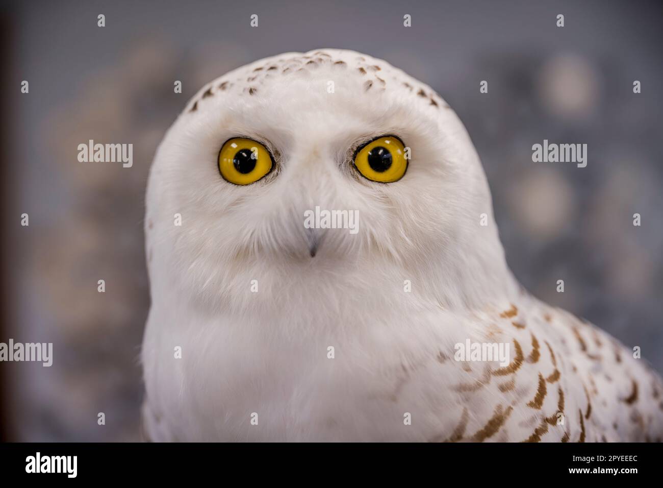 Snowy Owl Habitat Diorama