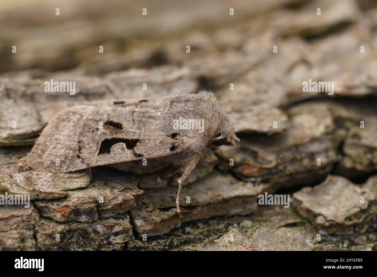 Natural closeup on the European Hebrew Character owlet moth, Orthosia ...