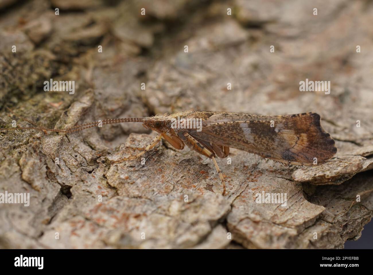 Detailed close-up on a rare colorful oranbge Leaf-rolling Sawfly ...