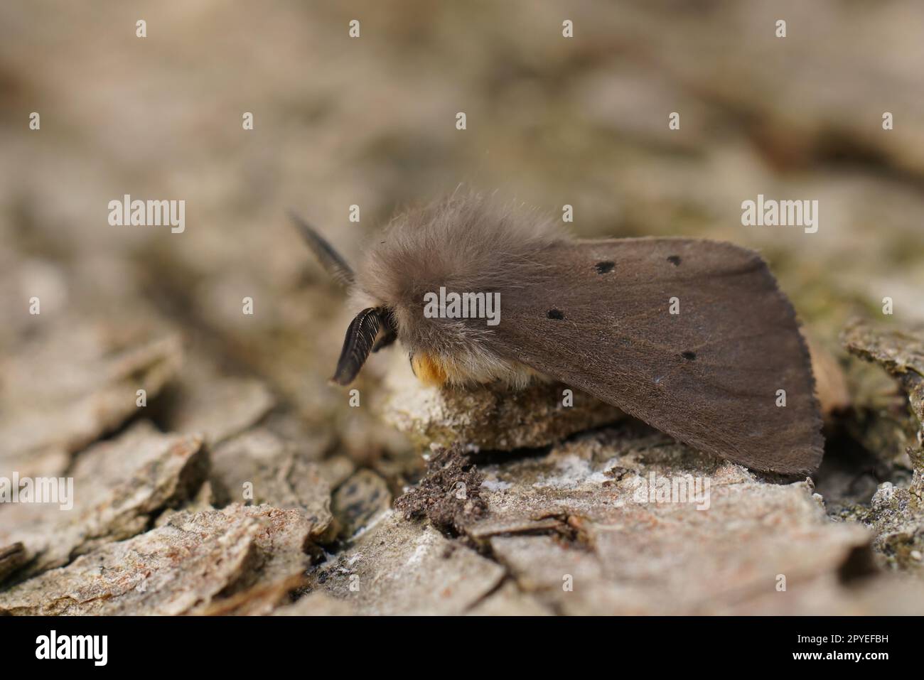 Natural detailed closeup on a hairy grey colored Muslin moth, Diaphora ...
