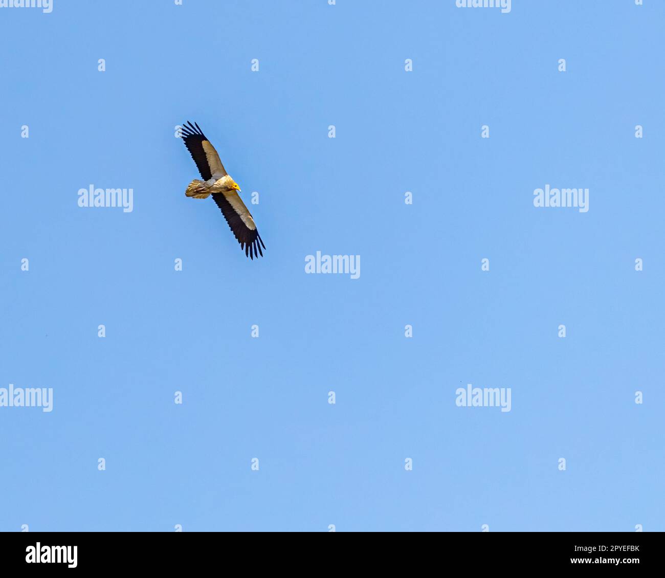 Egyptian vulture flight spain hi-res stock photography and images - Alamy