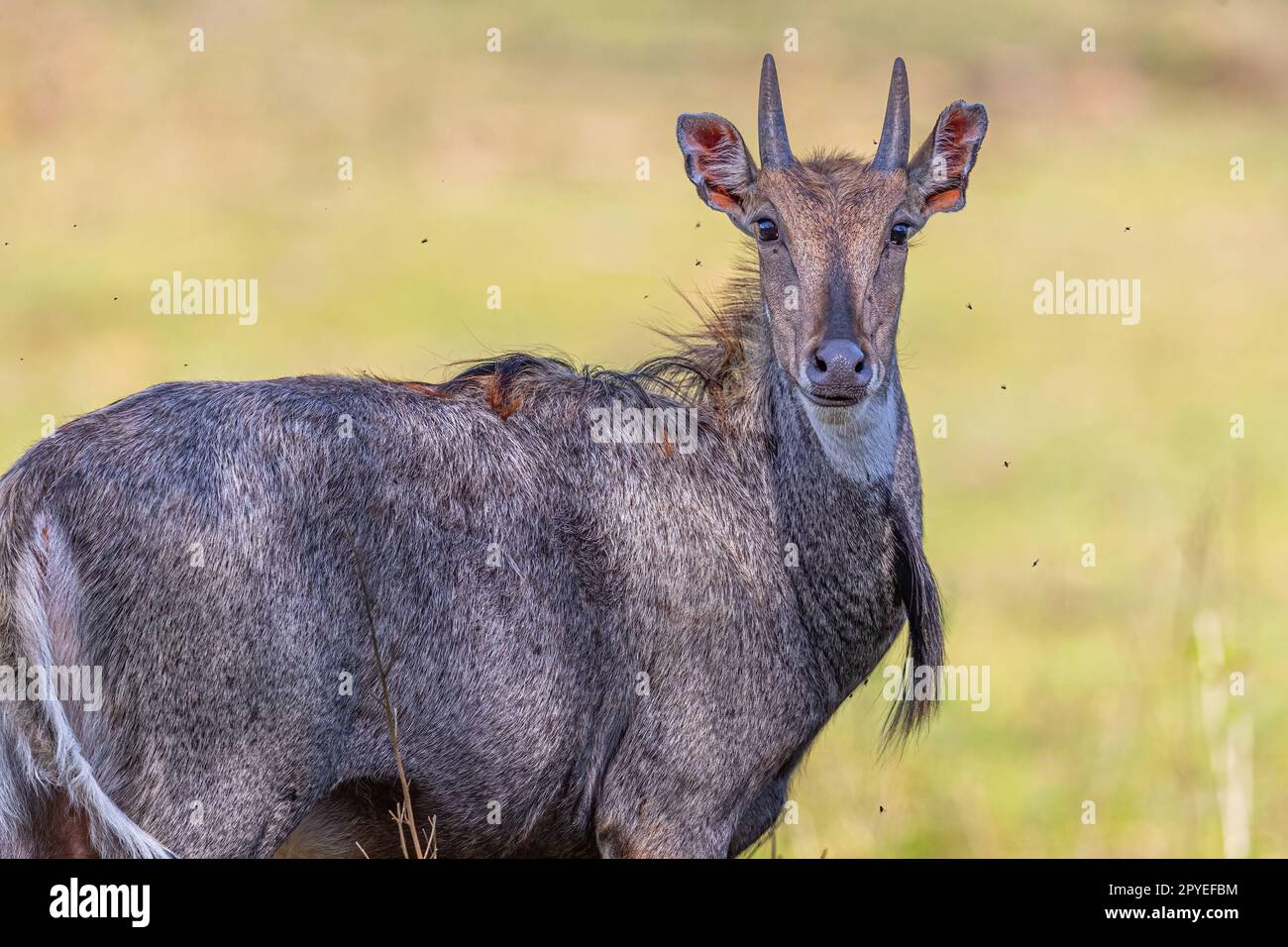 A Neel Gai looking into camera Stock Photo - Alamy