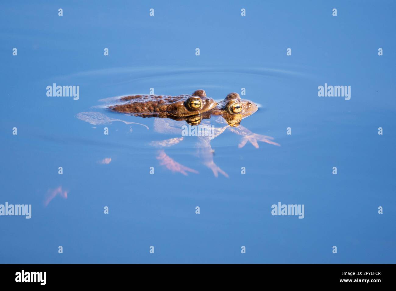 Two toads mating in the water Stock Photo - Alamy