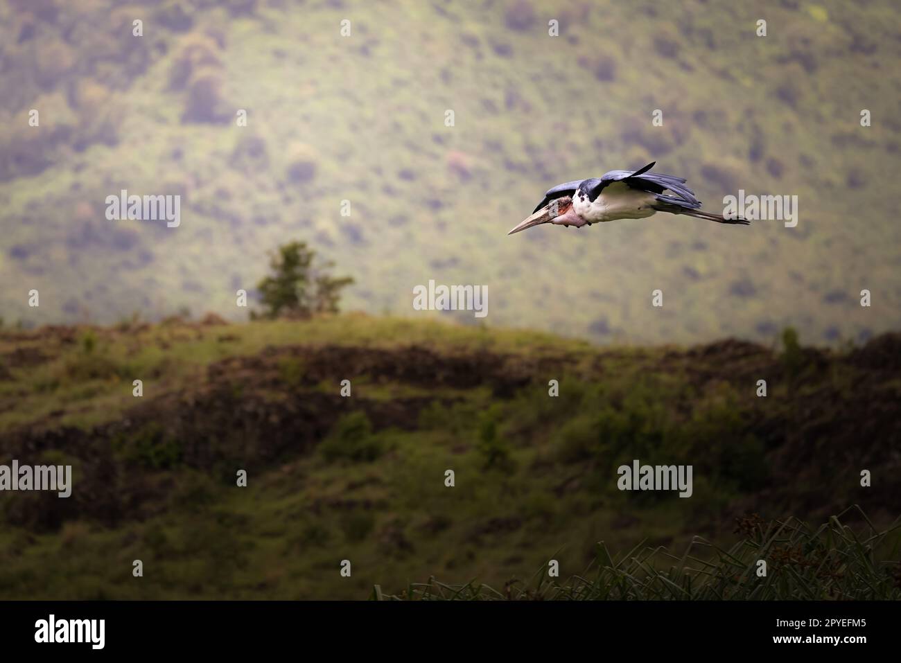 A wild large african marabou stork in flight in the savannah in the ...