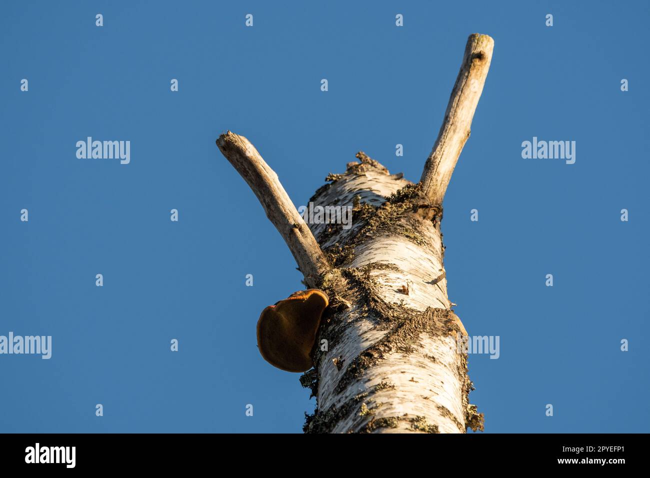 A cut birch tree with two branches and a burl Stock Photo - Alamy