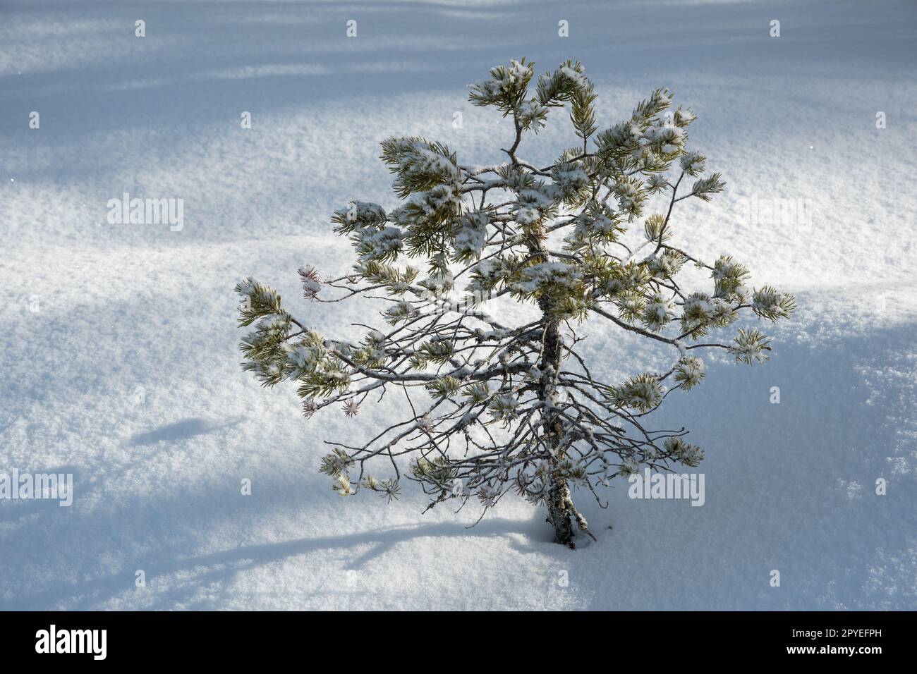 Pine tree anatomy hi-res stock photography and images - Alamy