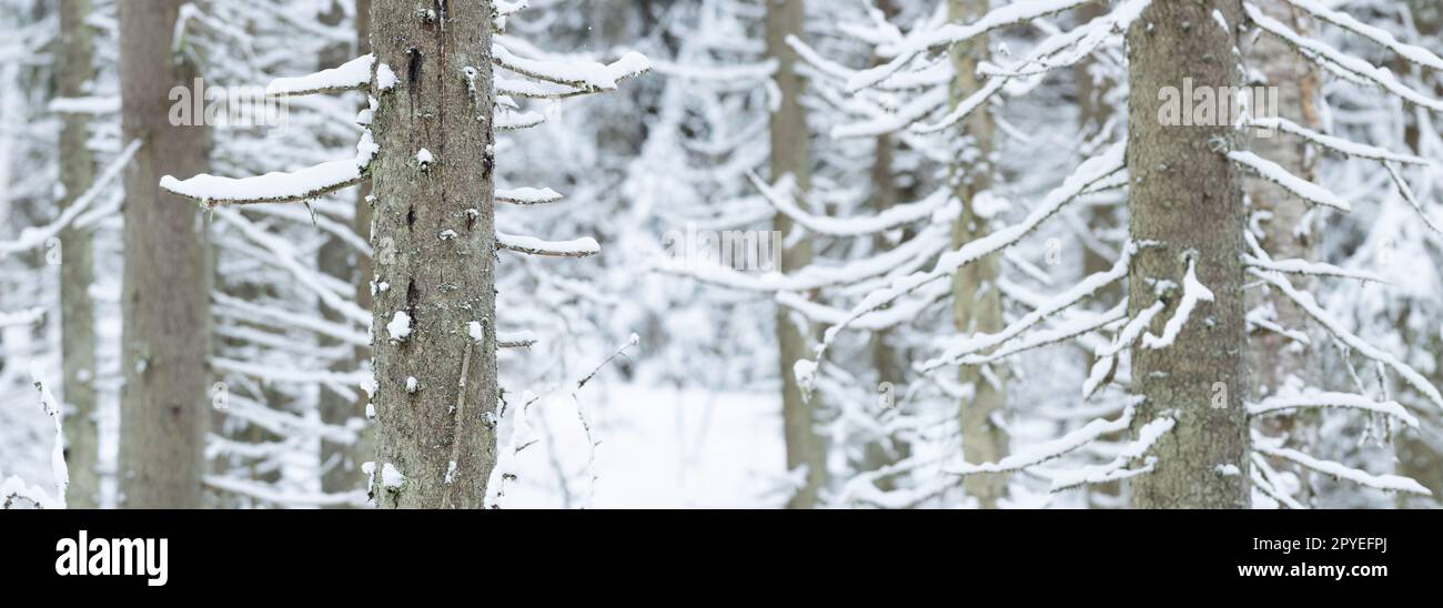 A line of snowy trees in winter Stock Photo - Alamy