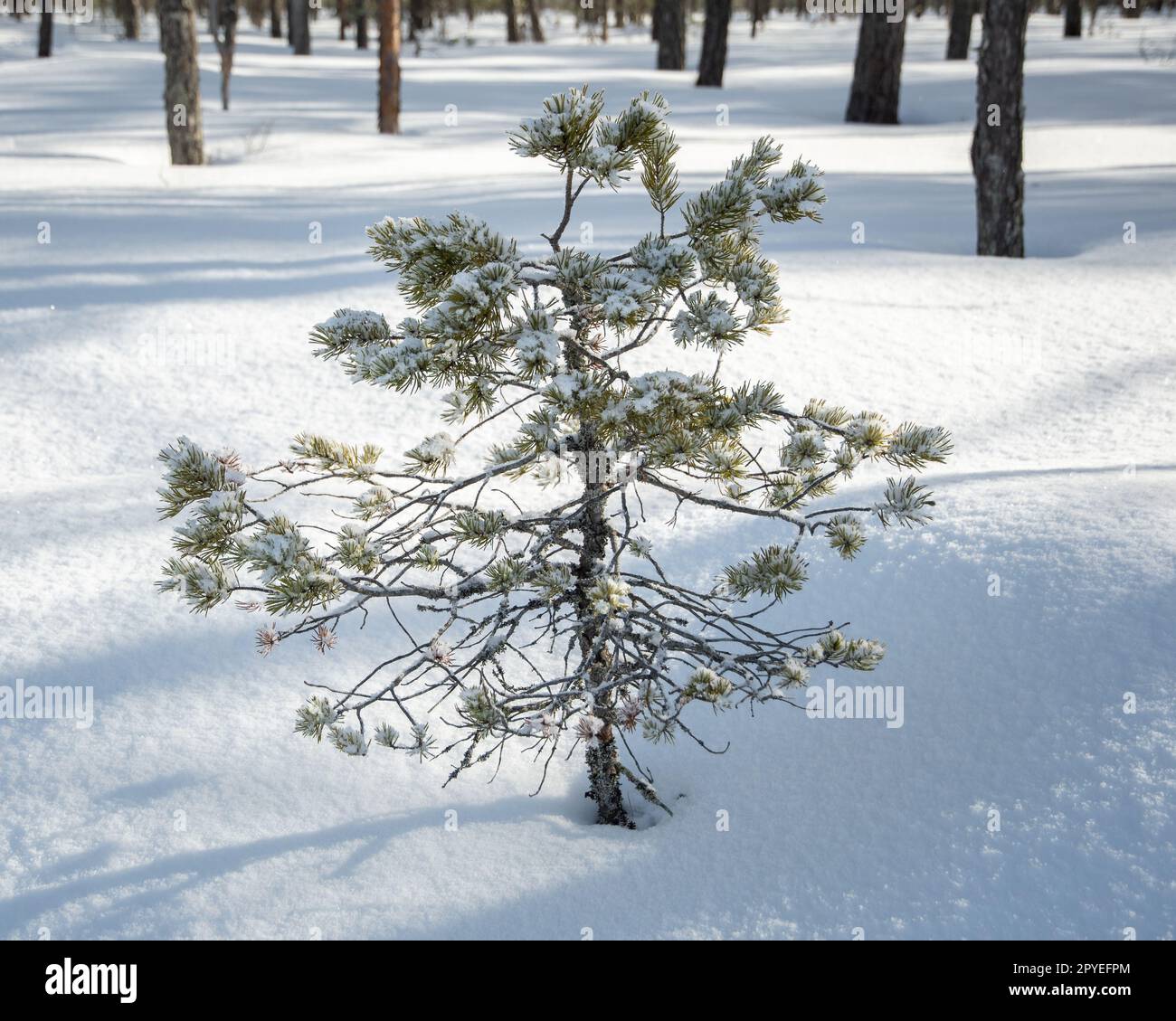 A pine sapling growing from snow with forest background Stock Photo - Alamy