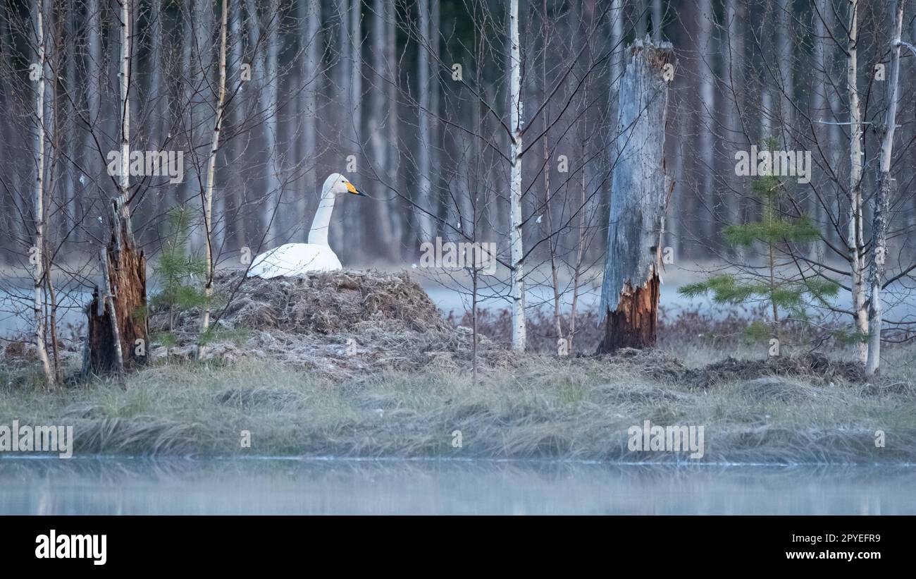 A swan hatching in the nest Stock Photo - Alamy