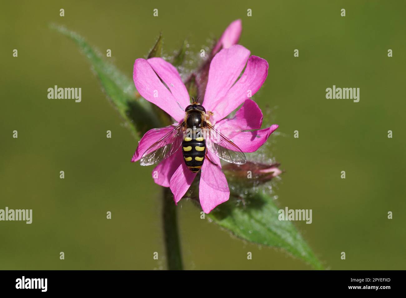Female hoverfly, Lunuled Aphideater Eupeodes luniger, family Syrphidae ...