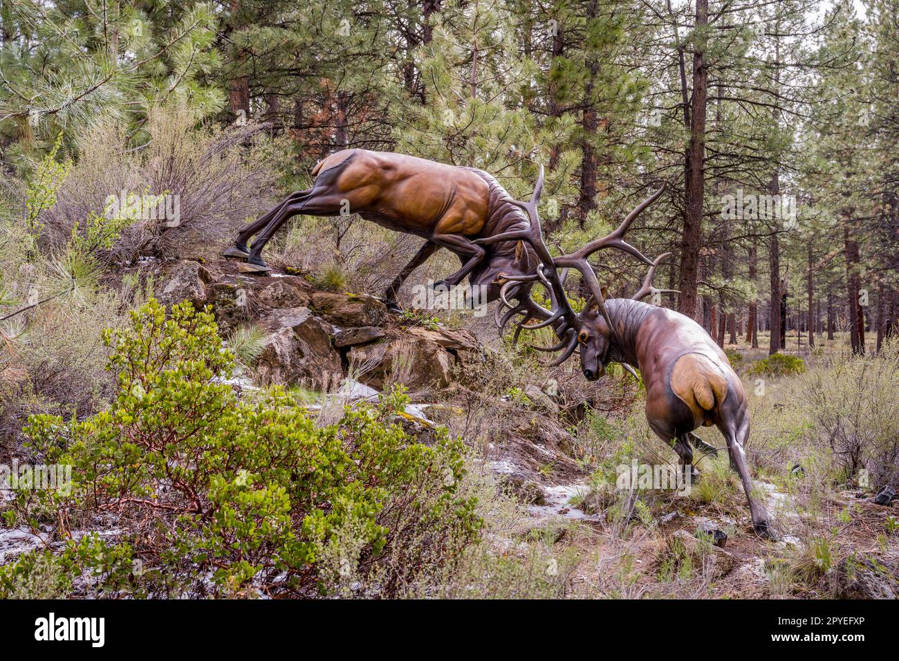 Bronze elk sculpture at the High Desert Museum near Bend, Oregon, USA ...