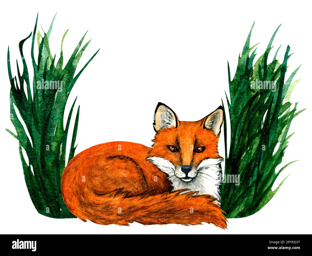 Watercolor wild forest animals: fox on forest lawn scene. Woodland hand ...