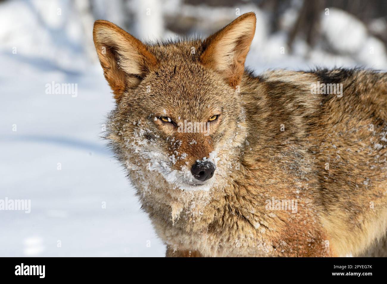 Coyote (Canis latrans) Side Eye Winter - captive animal Stock Photo - Alamy