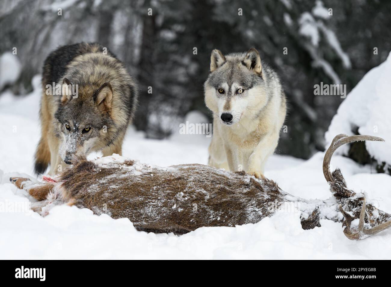 Wolves (Canis lupus) Look Up Over Body of White-Tail Deer Winter ...