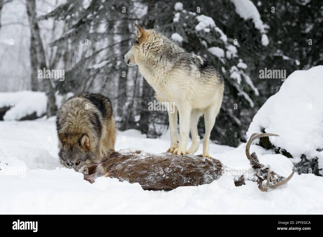 Deer sniffing wolf hi-res stock photography and images - Alamy